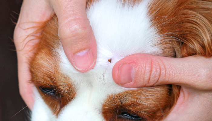 Updates on Tick Paralysis EmergencyLIVE!